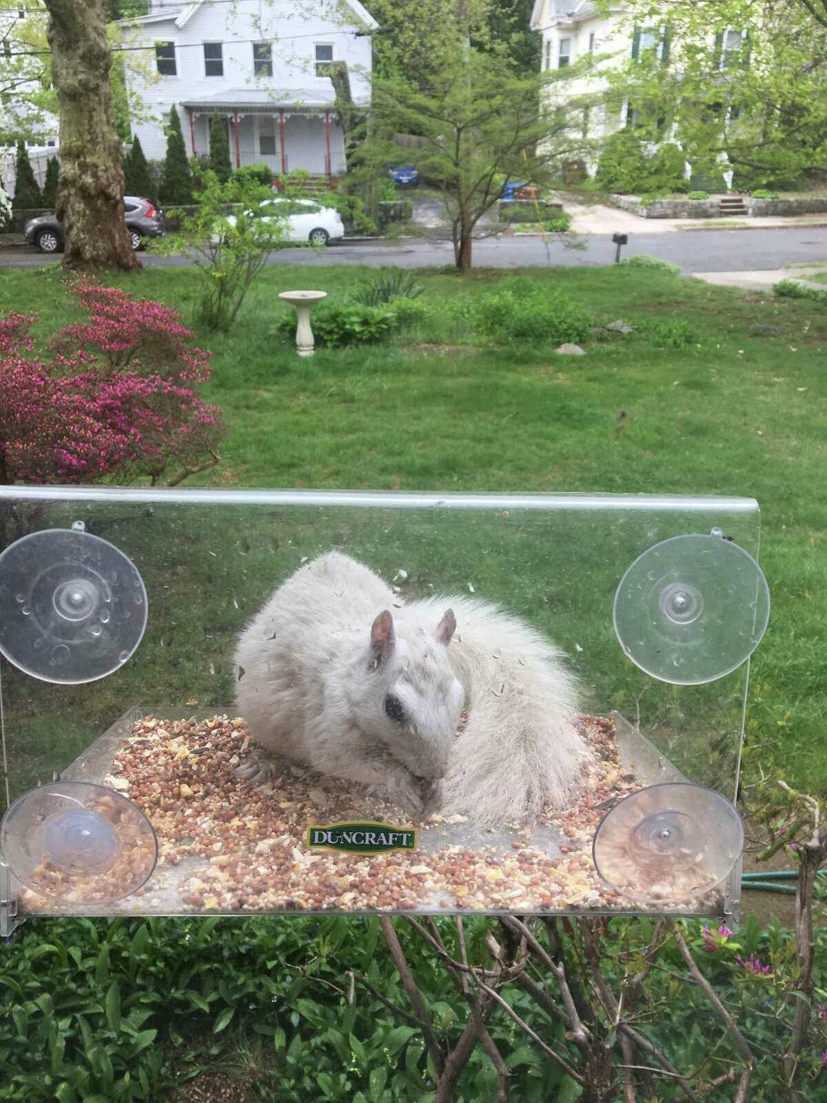 Rare golden raccoon spotted in Bethel