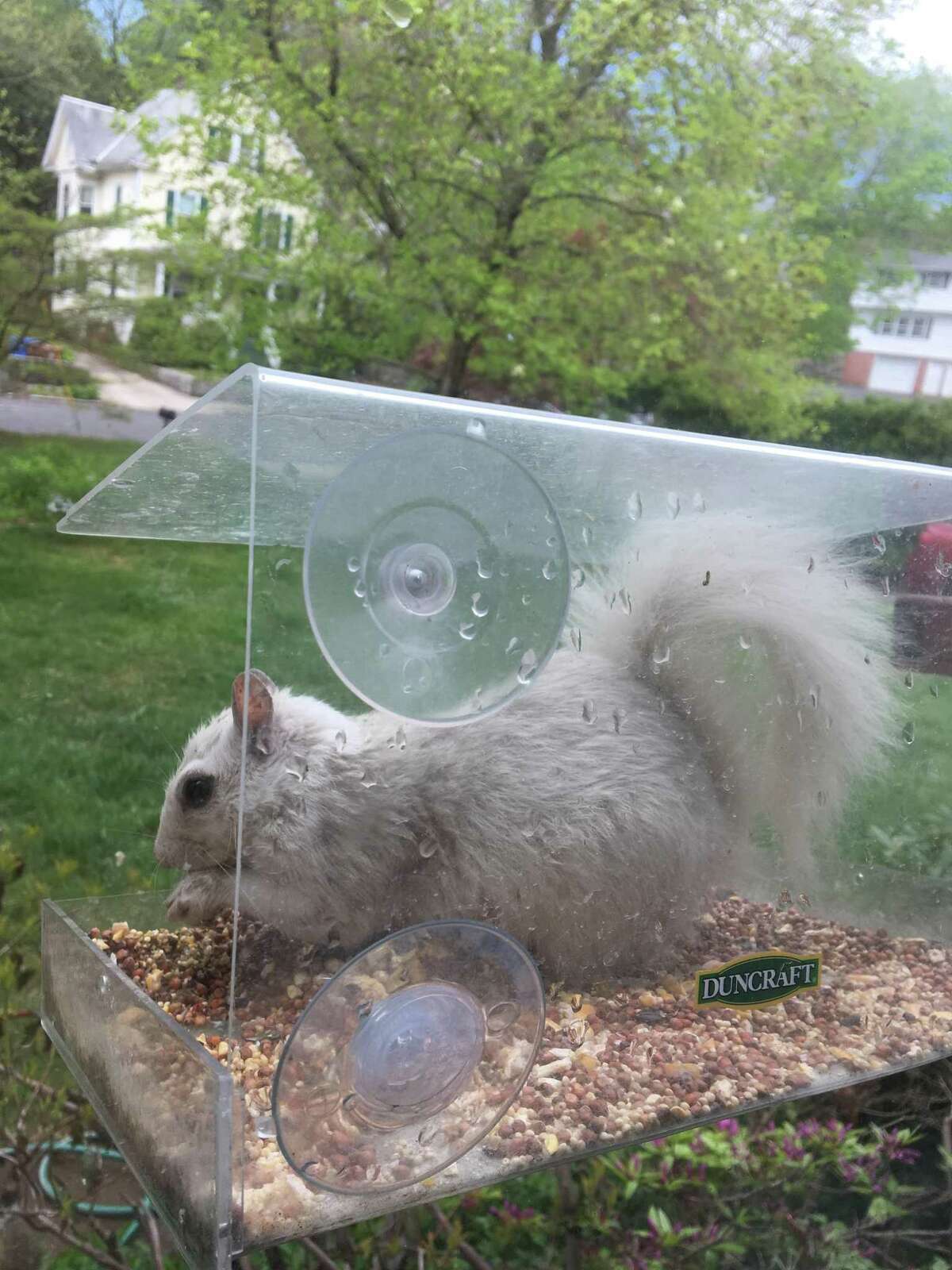 Rare golden raccoon spotted in Bethel