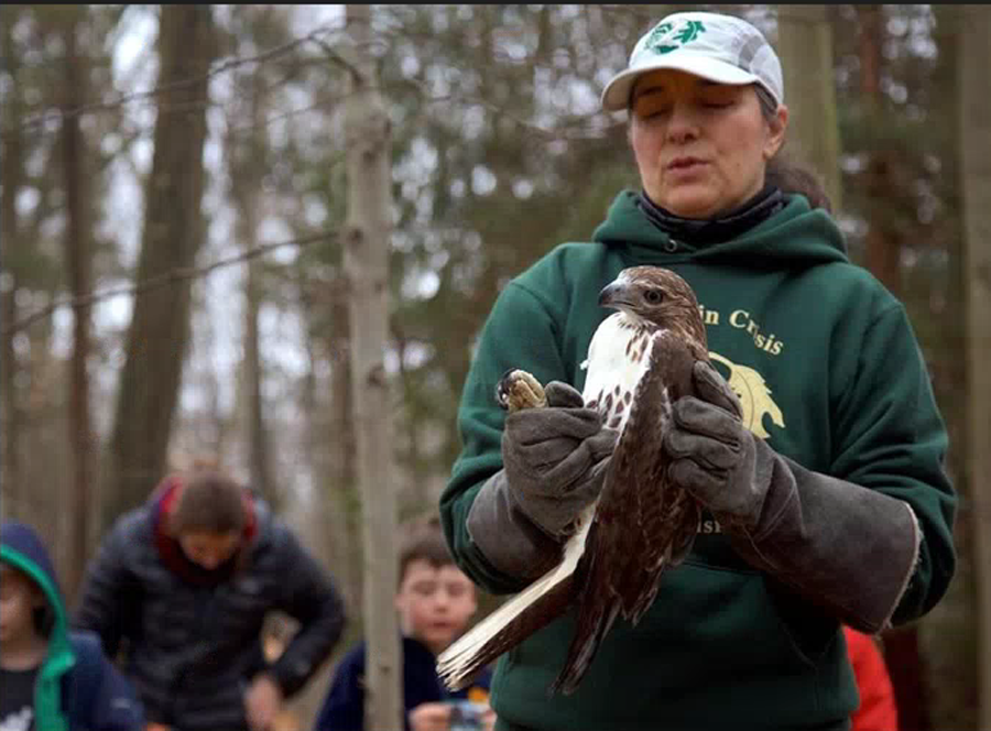 Fly away home: Free again: Rescued raptors released to the wild