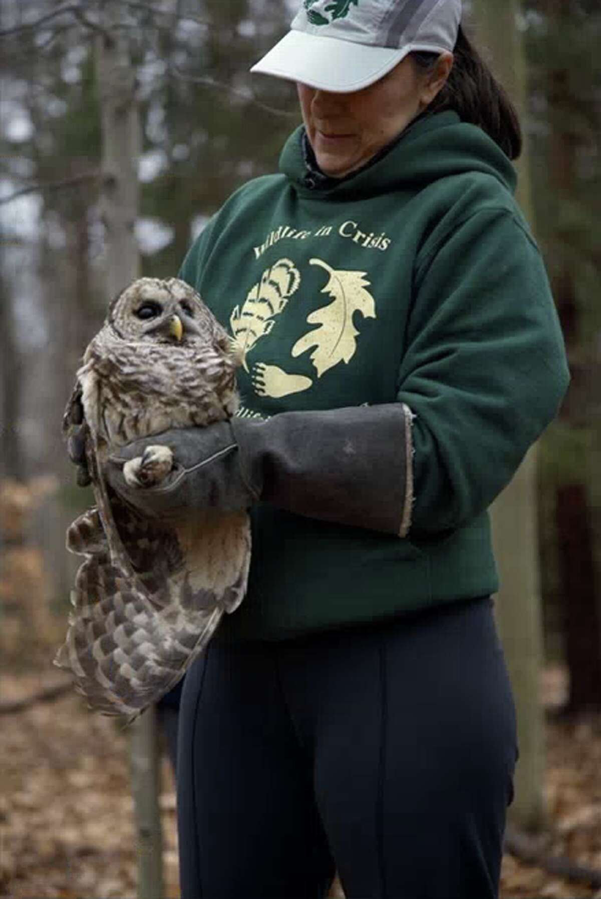 Fly away home: Free again: Rescued raptors released to the wild