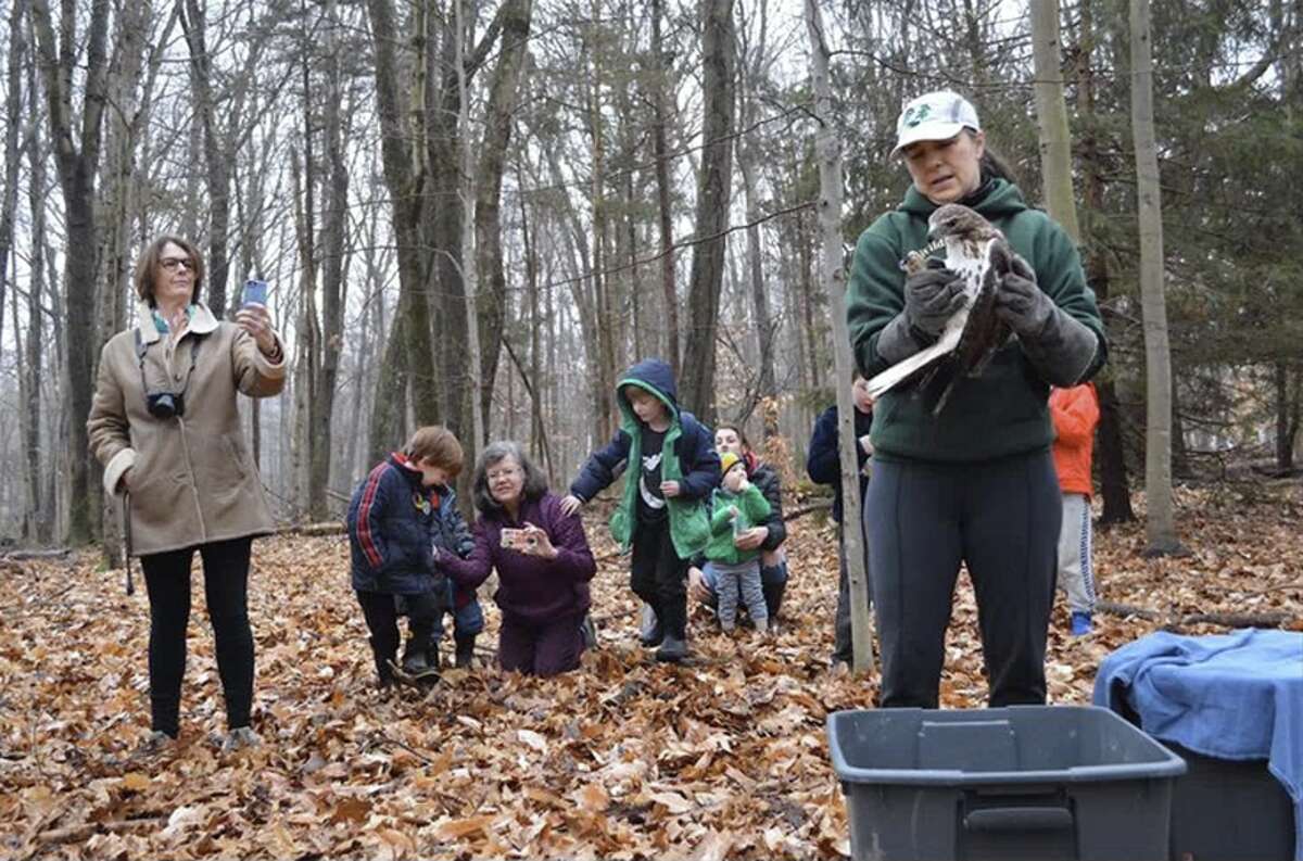 Fly away home: Free again: Rescued raptors released to the wild