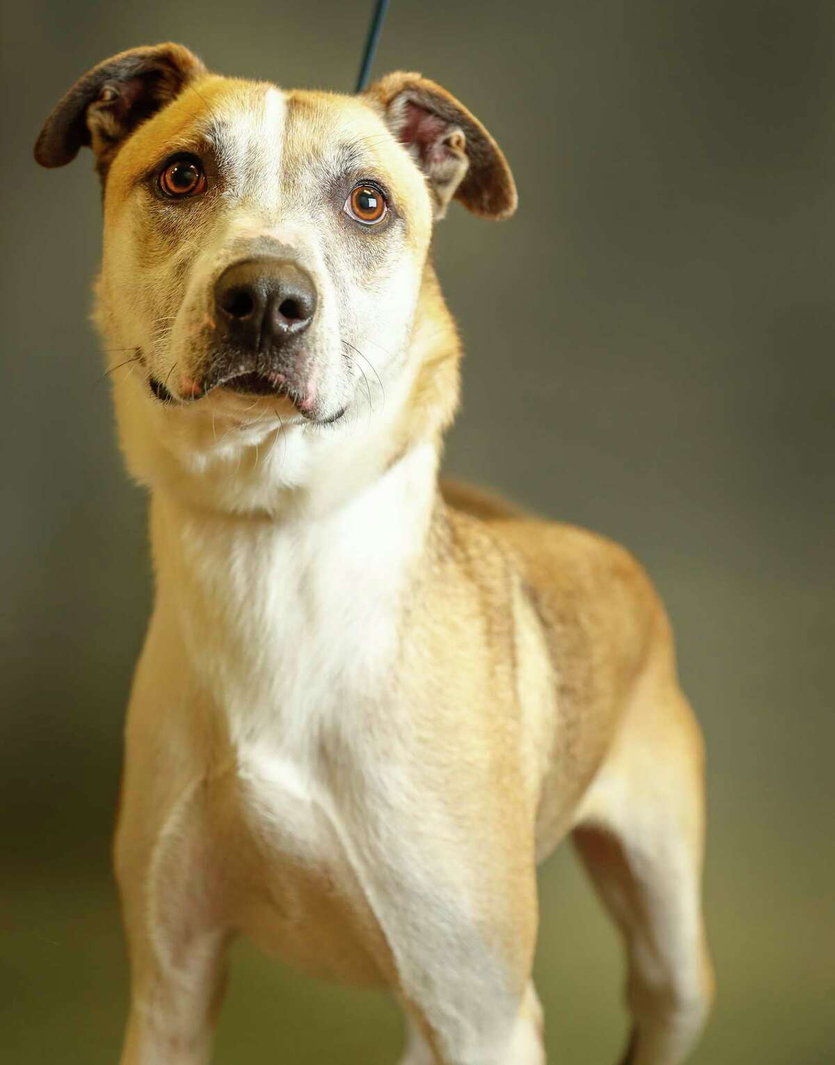 200-plus days at Conroe shelter, Jordy and Moonpie still need forever homes