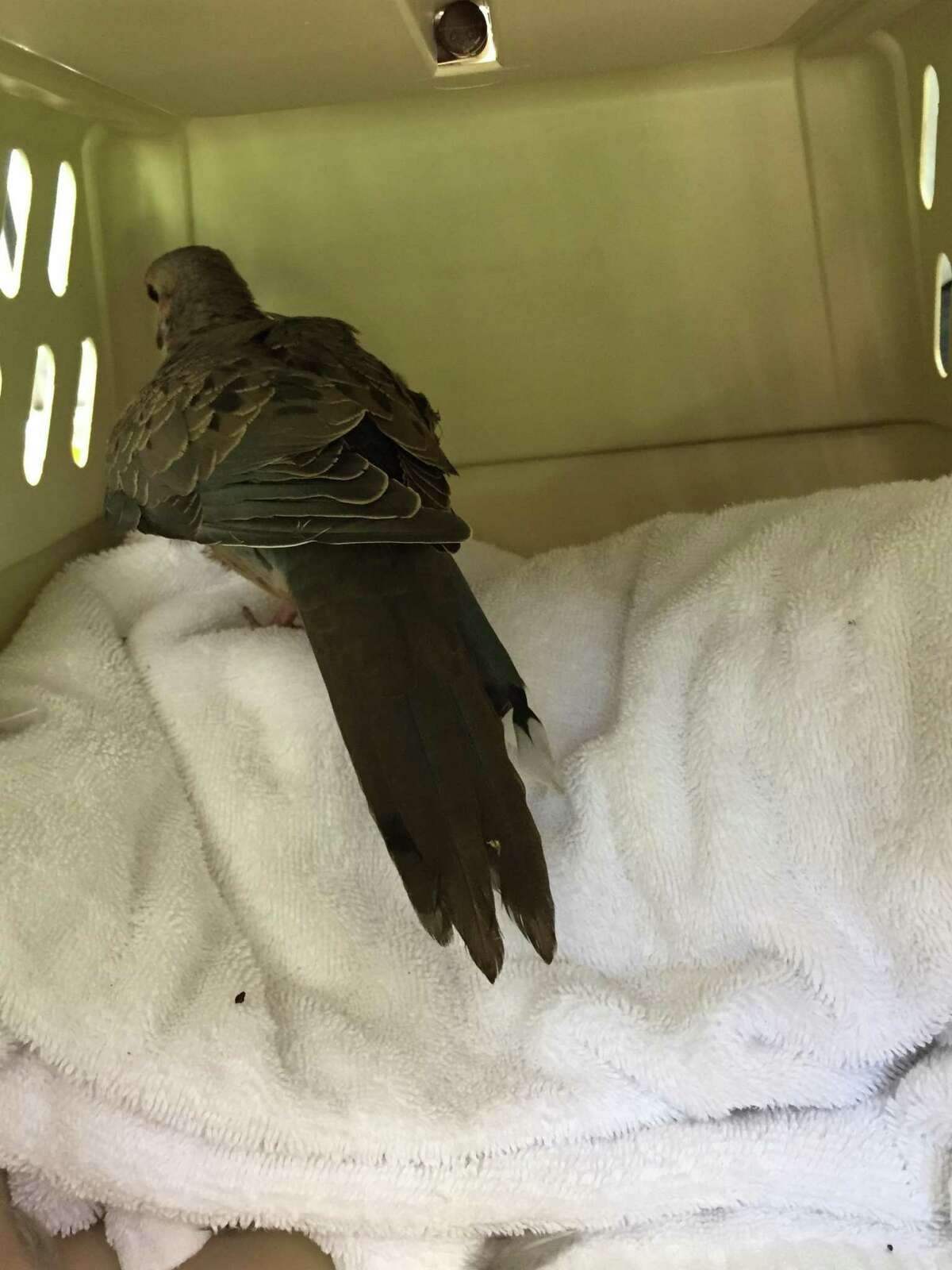 Police rescue dove at Monroe residence