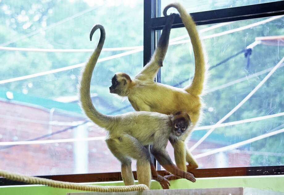 Zoo to welcome spider monkeys to new habitat - Connecticut Post