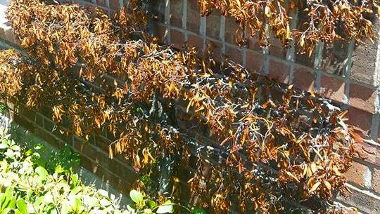Cotton root rot lurks to attack vulnerable plants