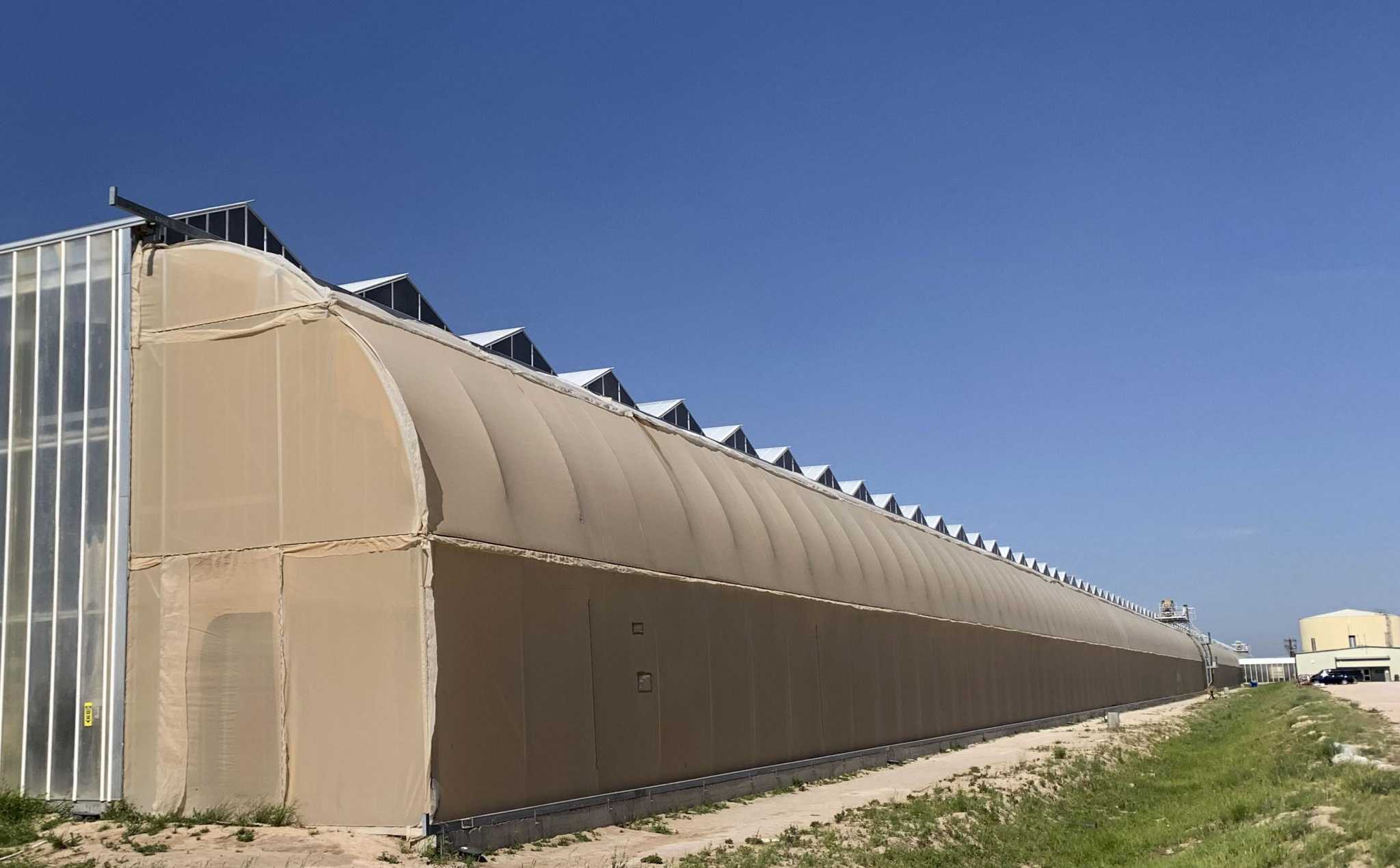 Hemp rush begins on West Texas farms