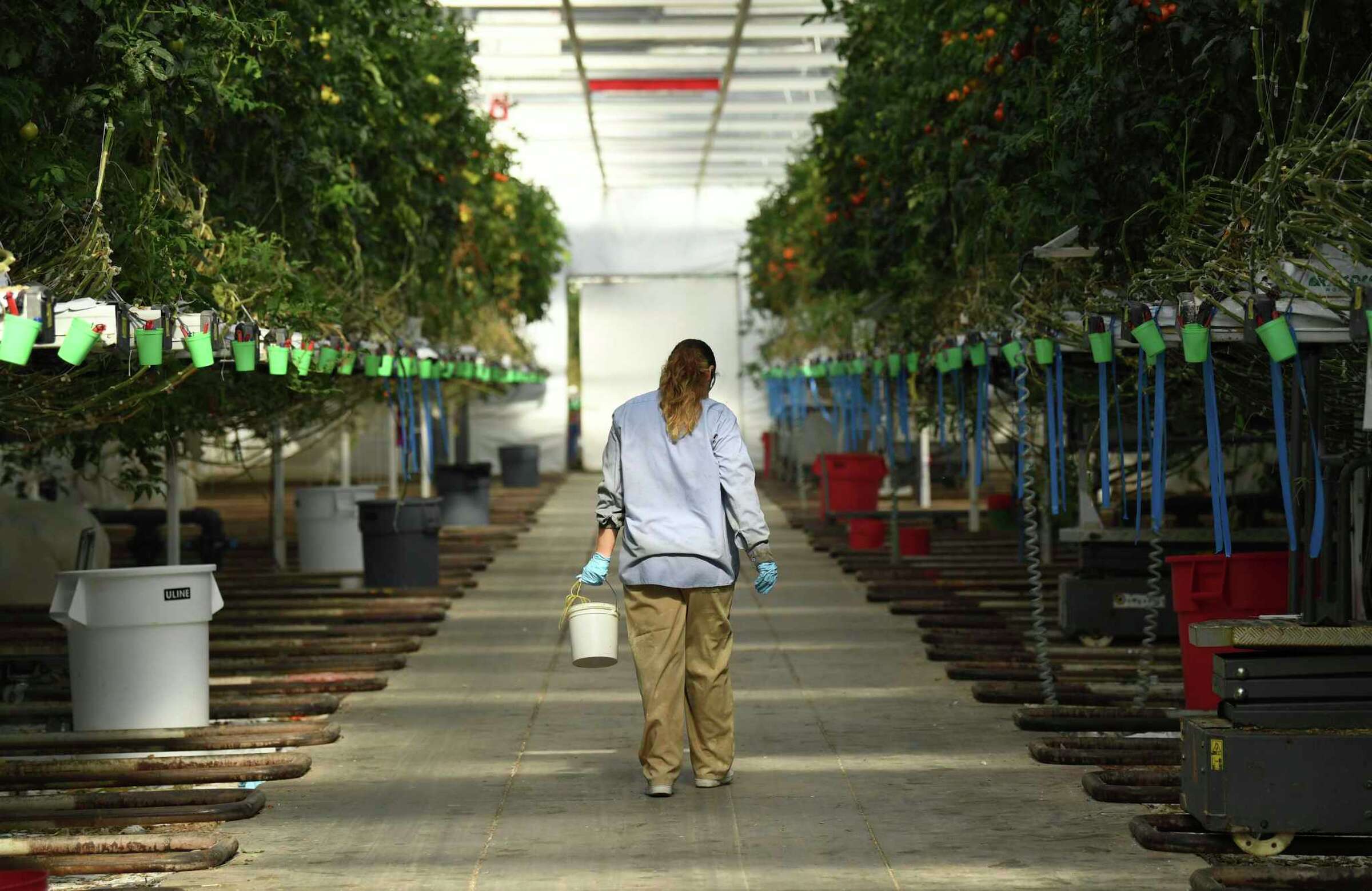 Hemp rush begins on West Texas farms