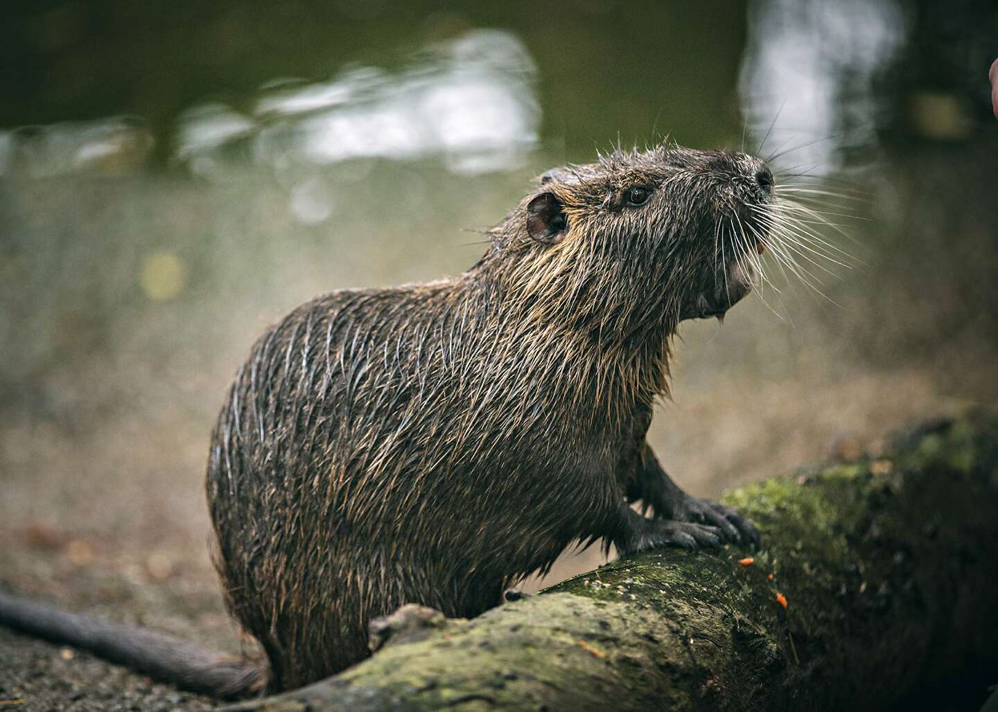 California's war against nutria is getting bloodier. But it's unclear ...