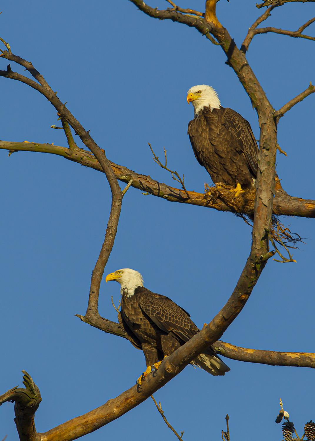 What’s the city bird of Houston?