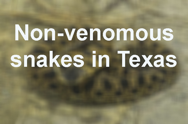 See the endangered, venomous and non-venomous snakes in Texas