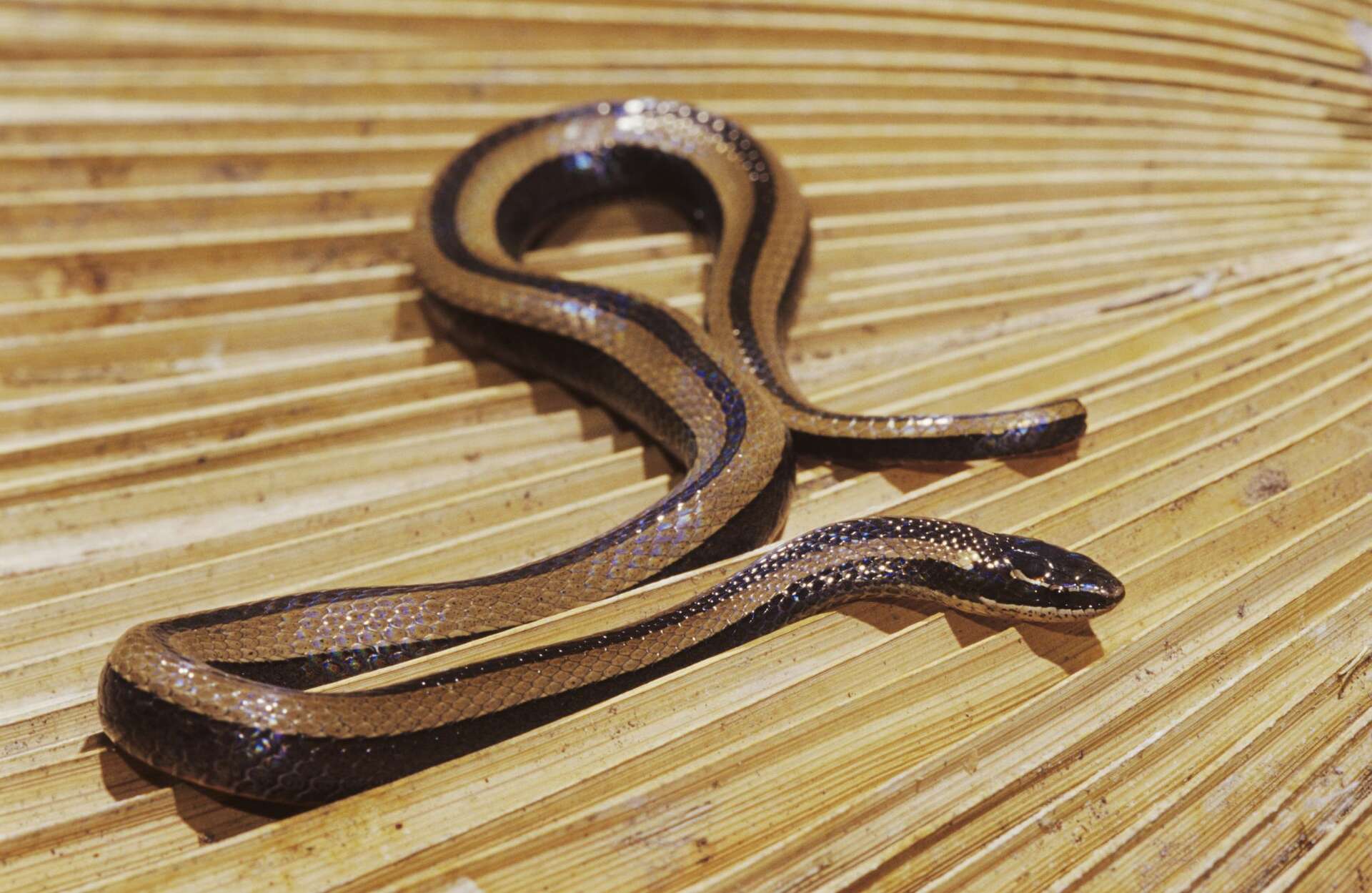 See the endangered, venomous and non-venomous snakes in Texas