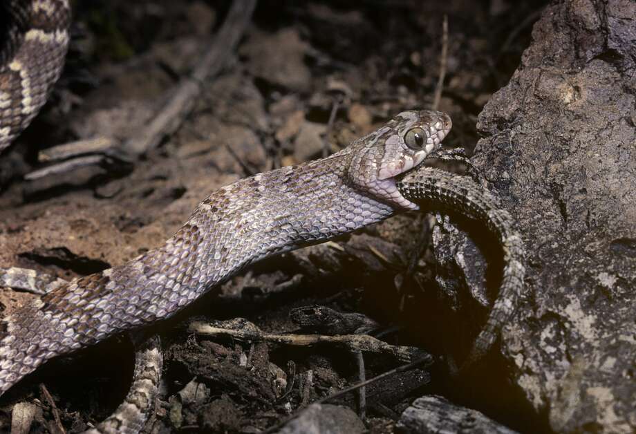 Rare, threatened or endangered snakes in Texas - Houston Chronicle
