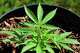Oregon becomes first state to decriminalize possession of hard drugs as ...