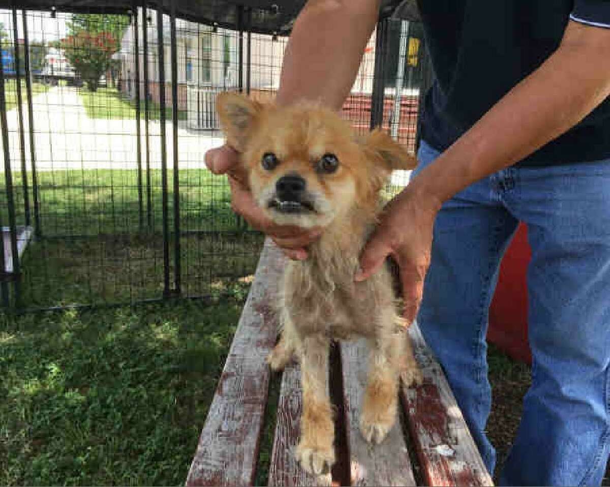Mean-mugging dog named Dusty up for adoption at ACS