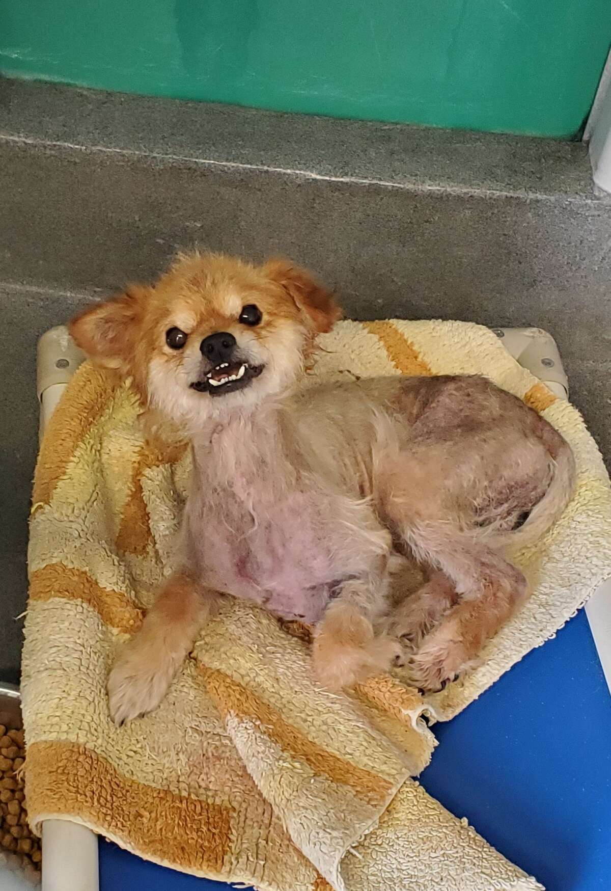 Mean-mugging dog named Dusty up for adoption at ACS