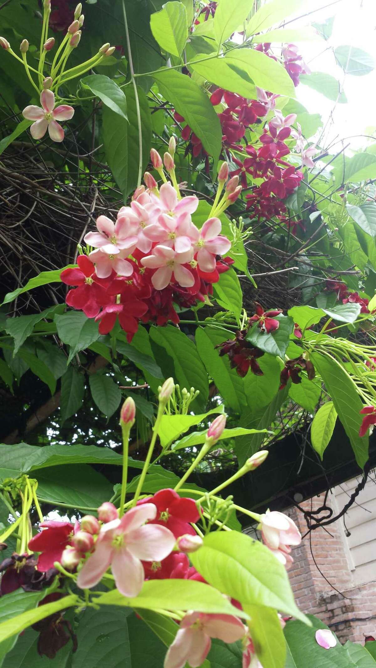 How to keep rangoon creeper and russelia blooming