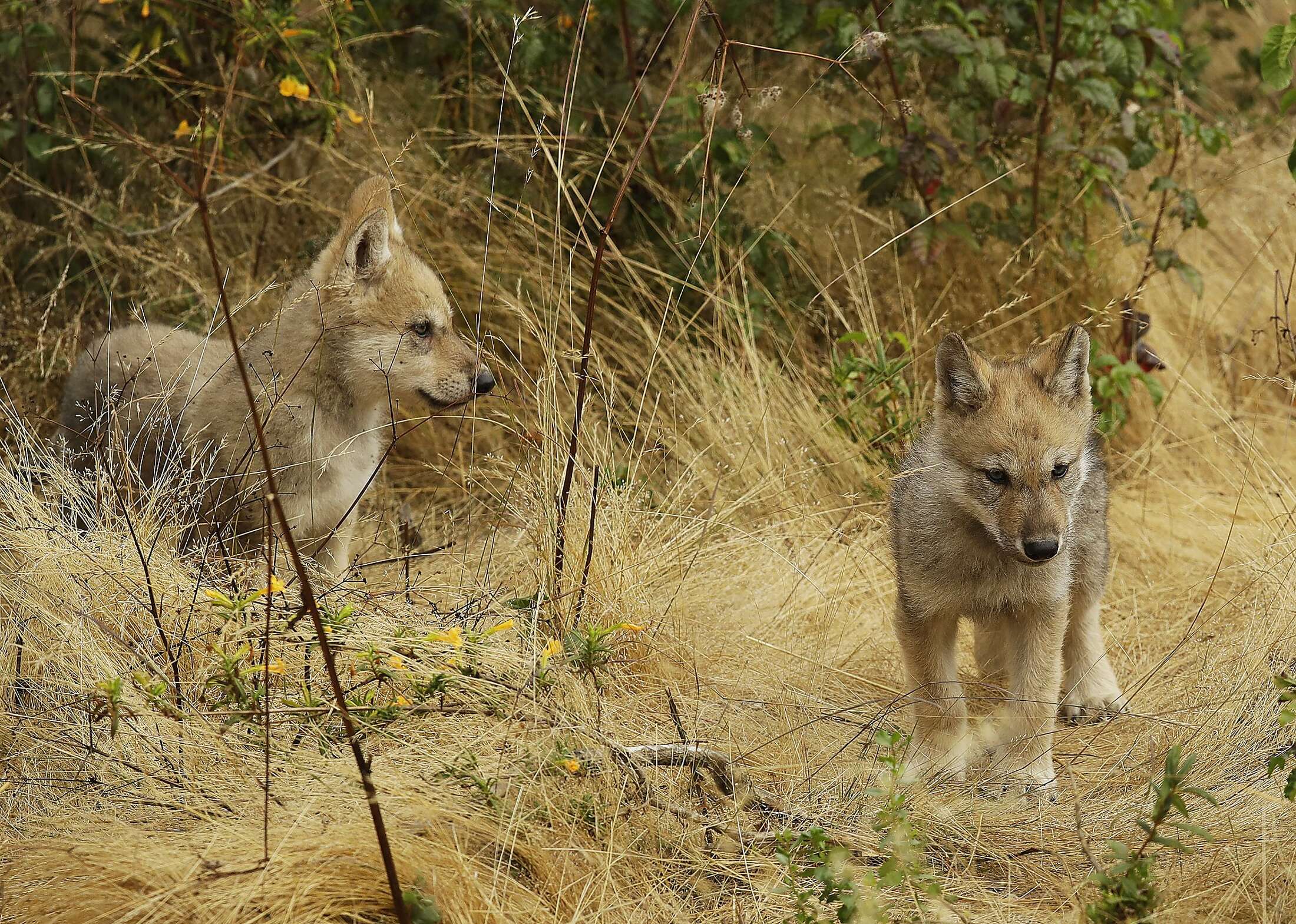 Gray wolf pups at Oakland Zoo symbolize revival for California-native ...