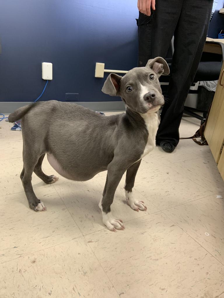 Hamden puppy rescued at park making progress after surgery