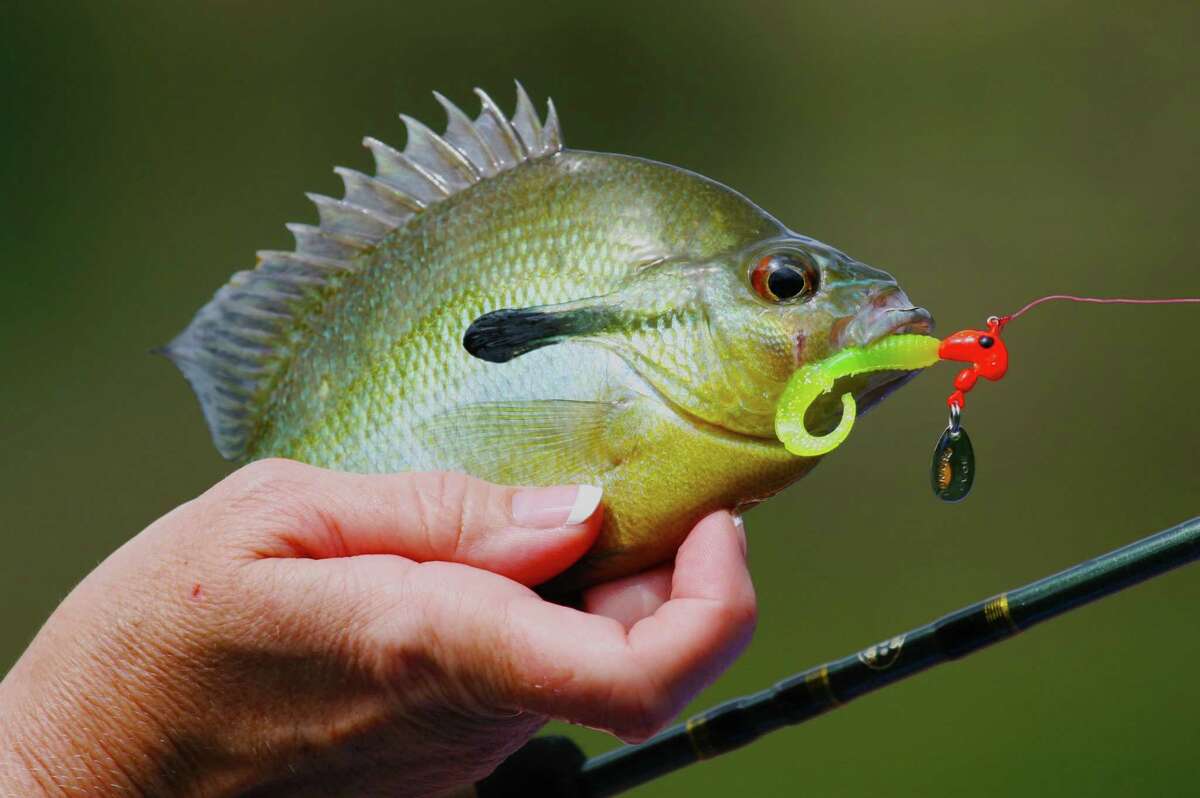 Sunfishing in the summer leaves a lasting impression