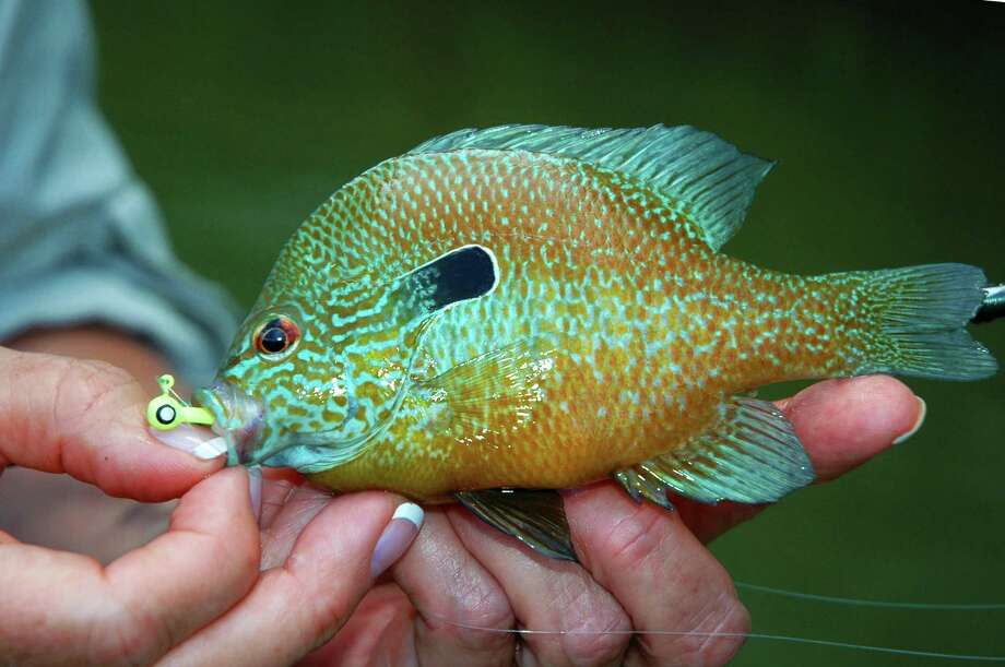 Sunfishing in the summer leaves a lasting impression - Houston Chronicle