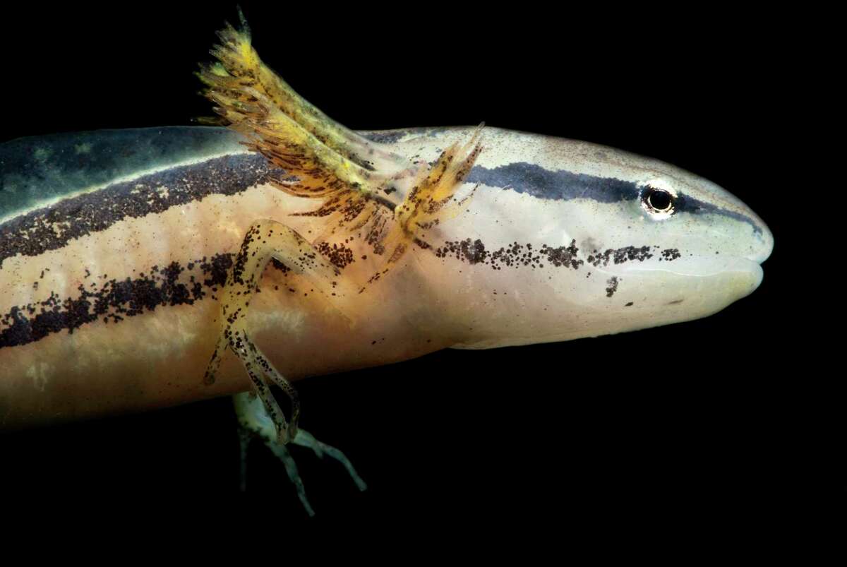San Antonio scientist works to save endangered salamander in ...