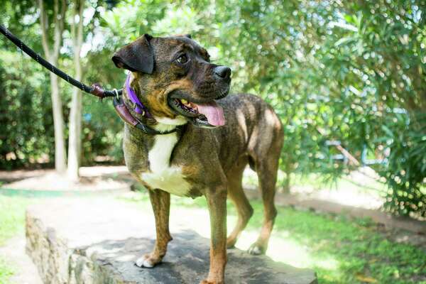 ‘Diversity in pets’: Houston area shelters, trainers encounter ...