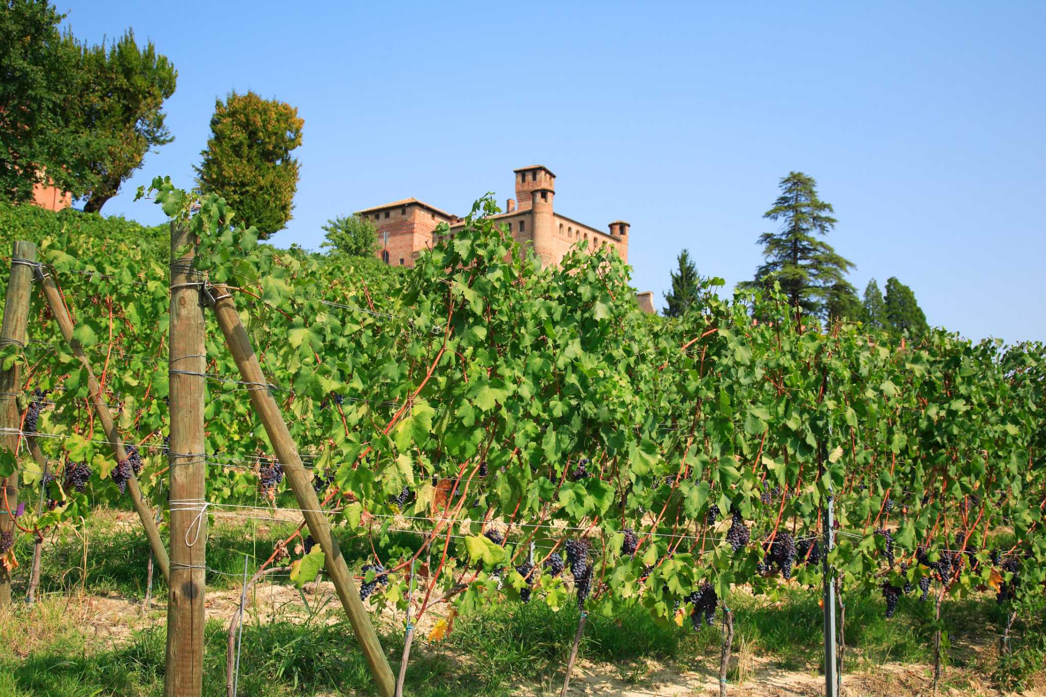 How the Piemonte’s once-humble nebbiolo grape remade its image