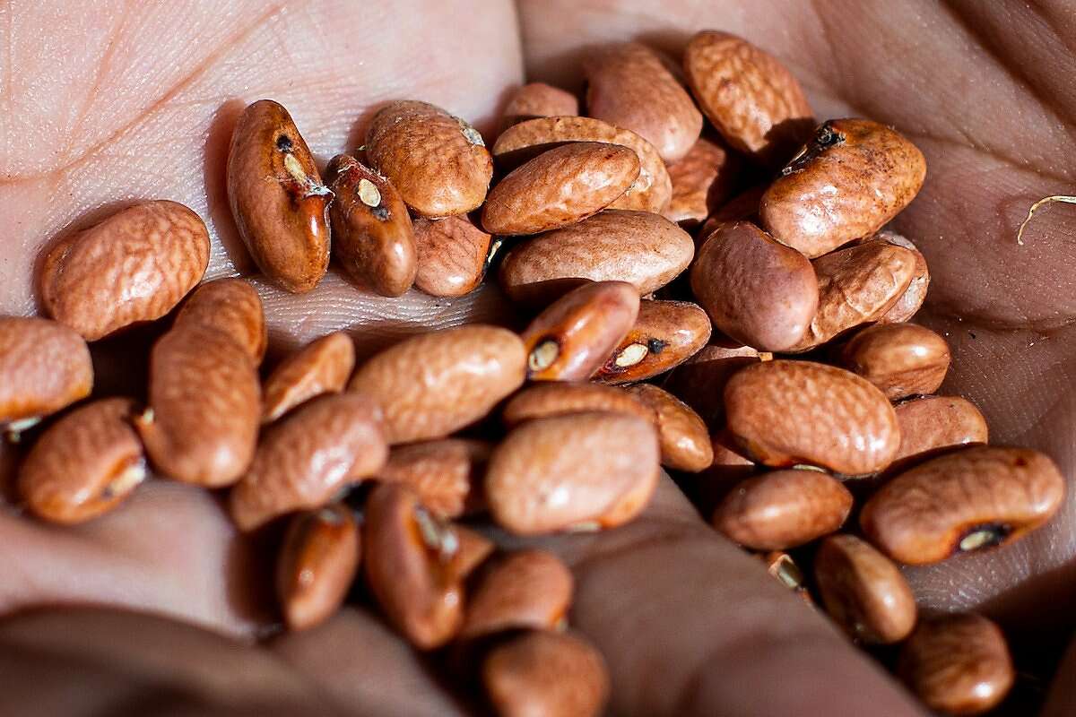 An ode to the soulful magic of simple beans