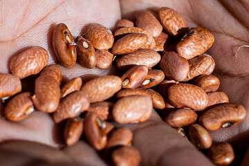 An ode to the soulful magic of simple beans