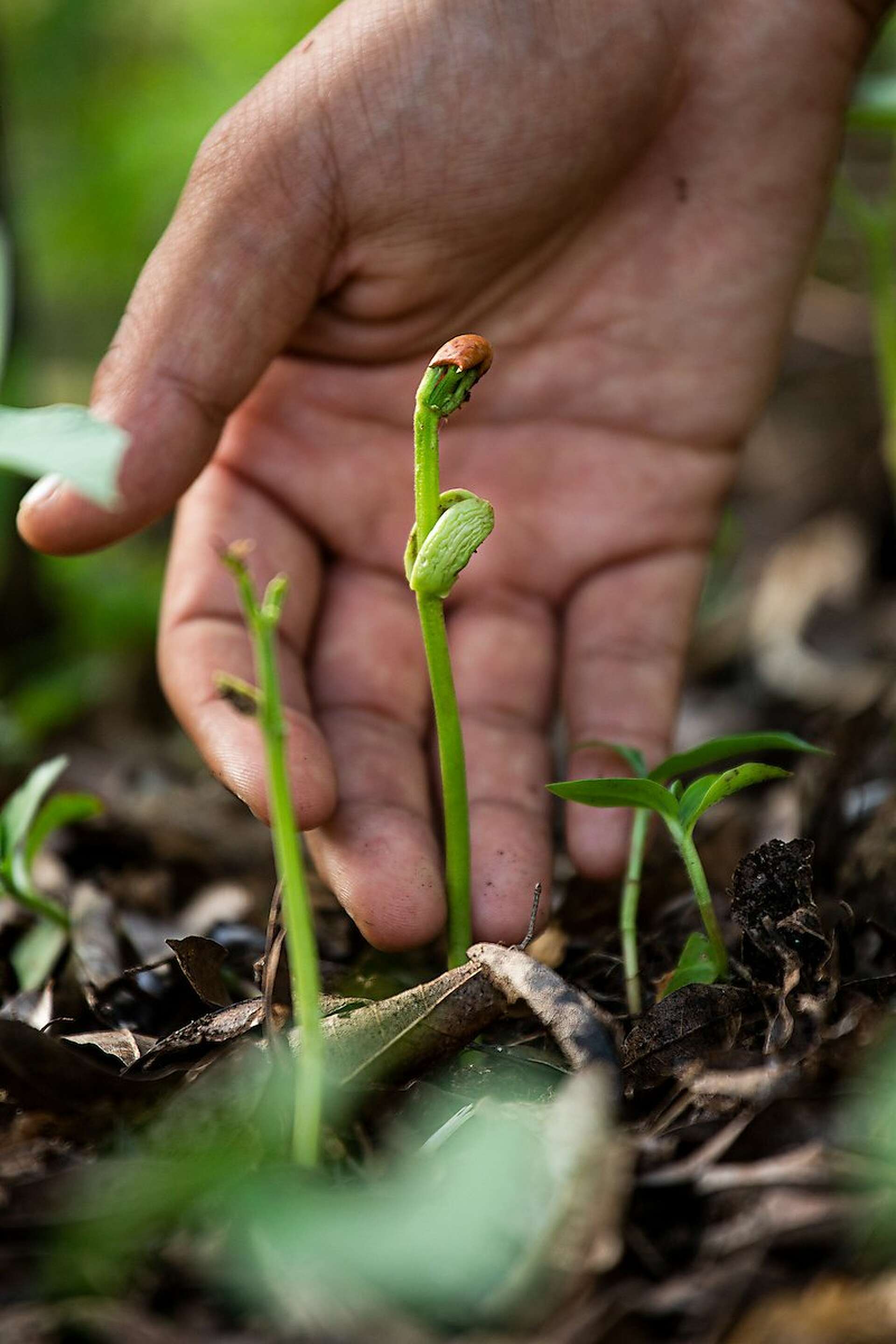 An ode to the soulful magic of simple beans