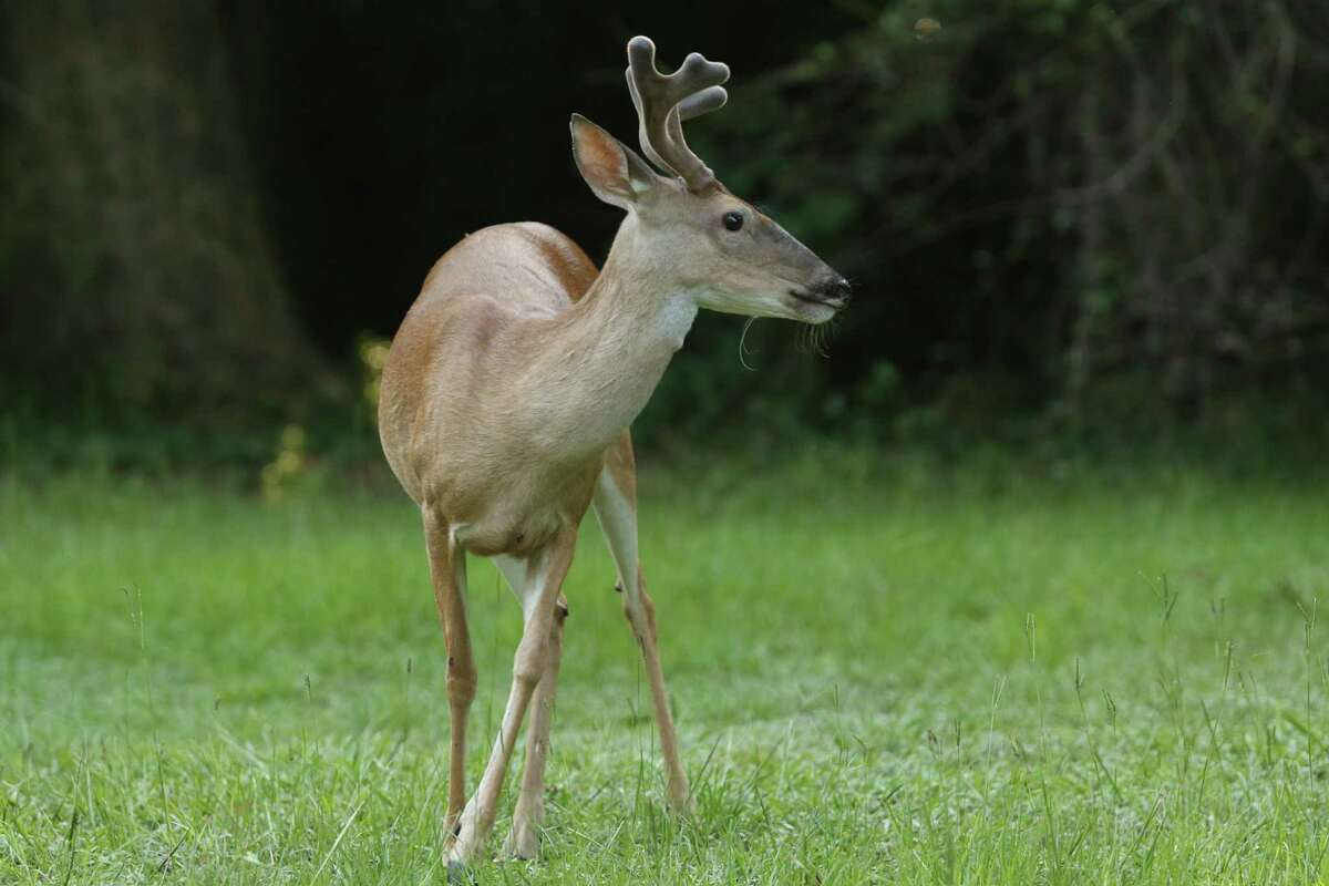 Back to nature at Martin Dies Jr. State Park