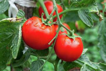 Fall tomato season is almost here