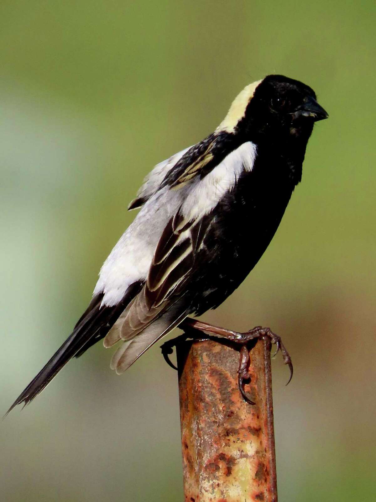 Bobolink Habitat