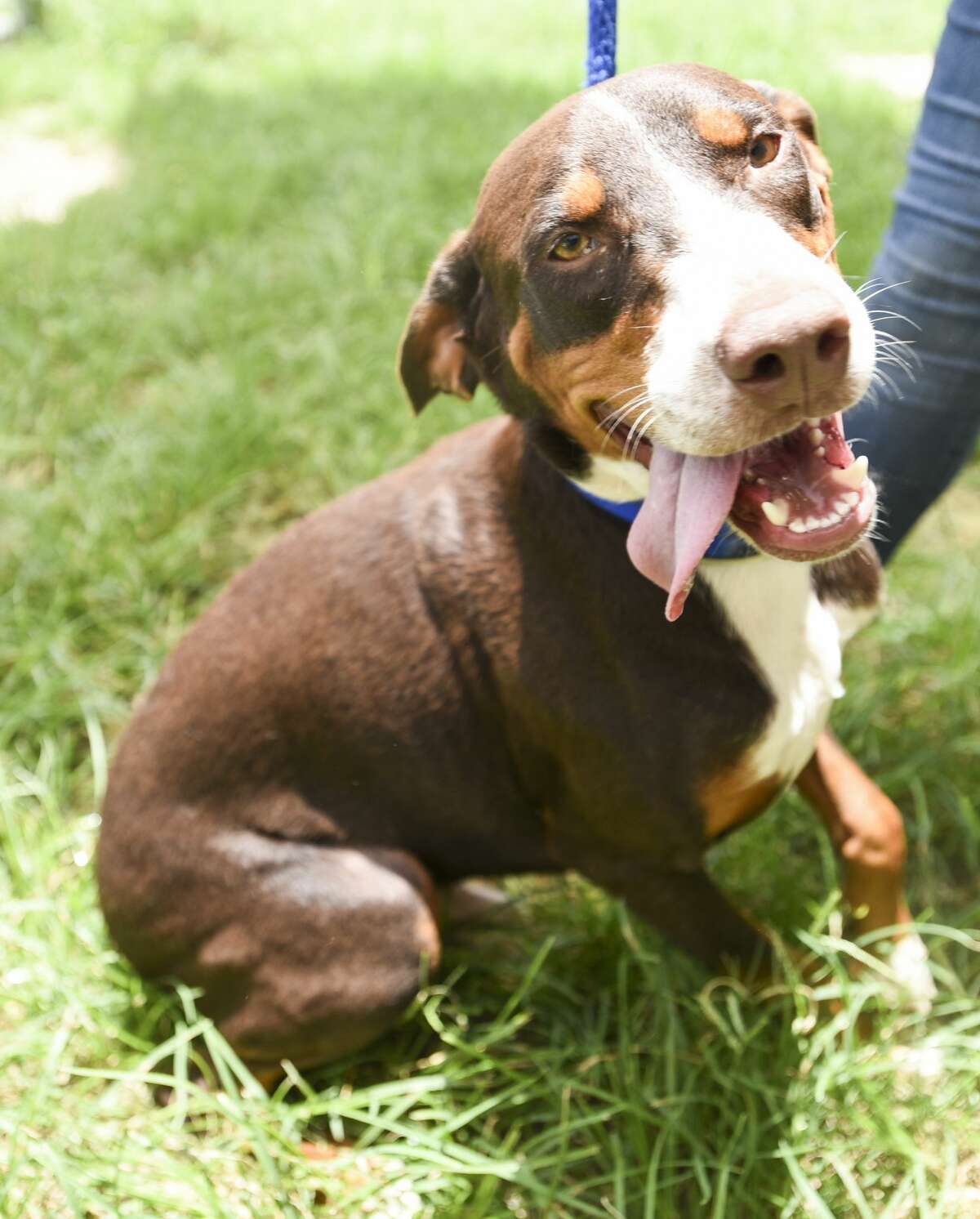 Photos: Extended stay dogs of the Beaumont Animal Shelter