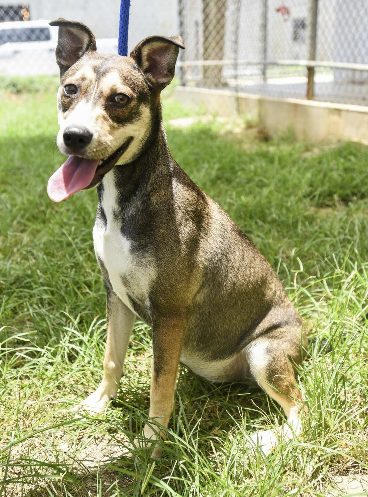 Photos: Extended stay dogs of the Beaumont Animal Shelter