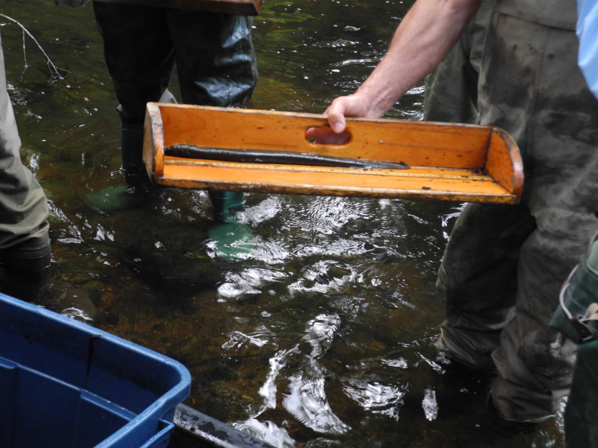 Robert Miller: American eels are journeying through CT's waters