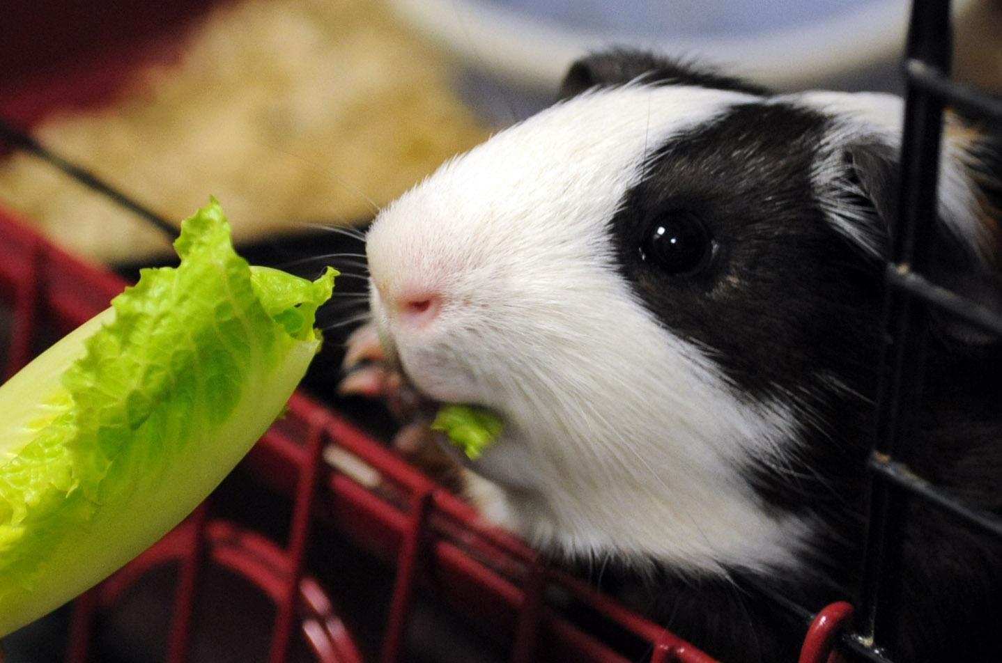 S.A. couple saves one dog, cat, guinea pig at a time through fostering