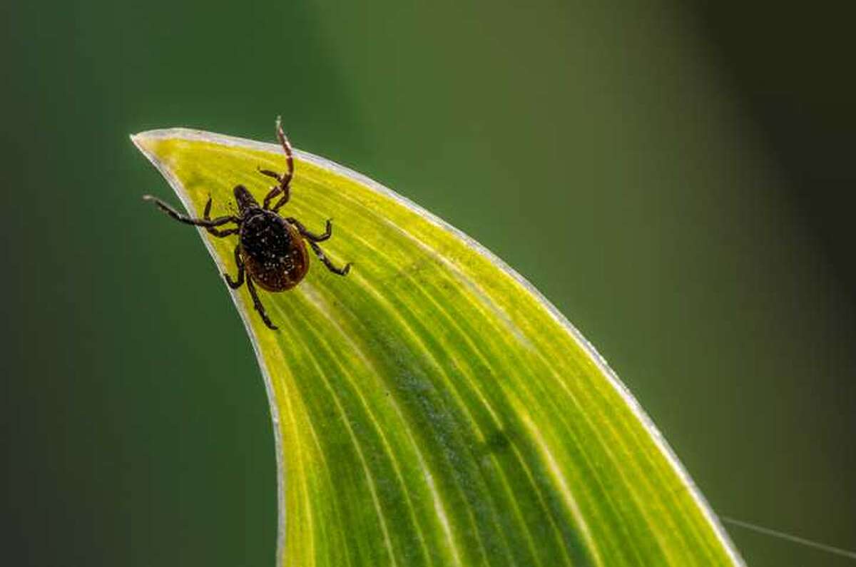 Doctor finds tick in man's eye after he feels persistent irritation