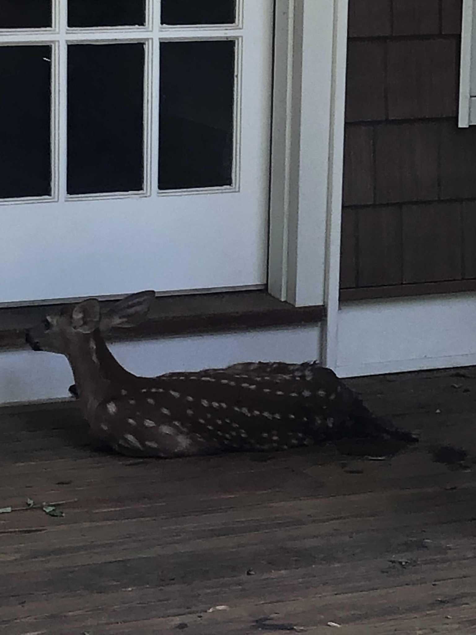 Fawn dies from maggot infestation in Monroe