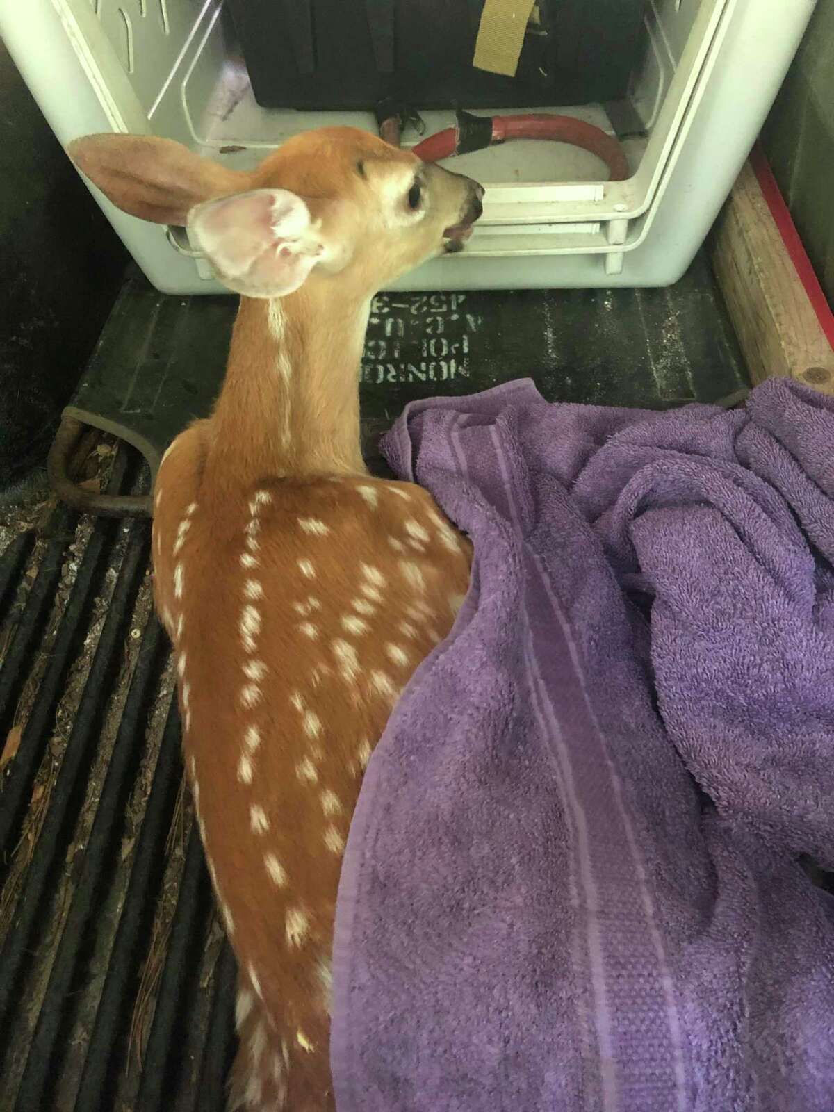 Fawn dies from maggot infestation in Monroe