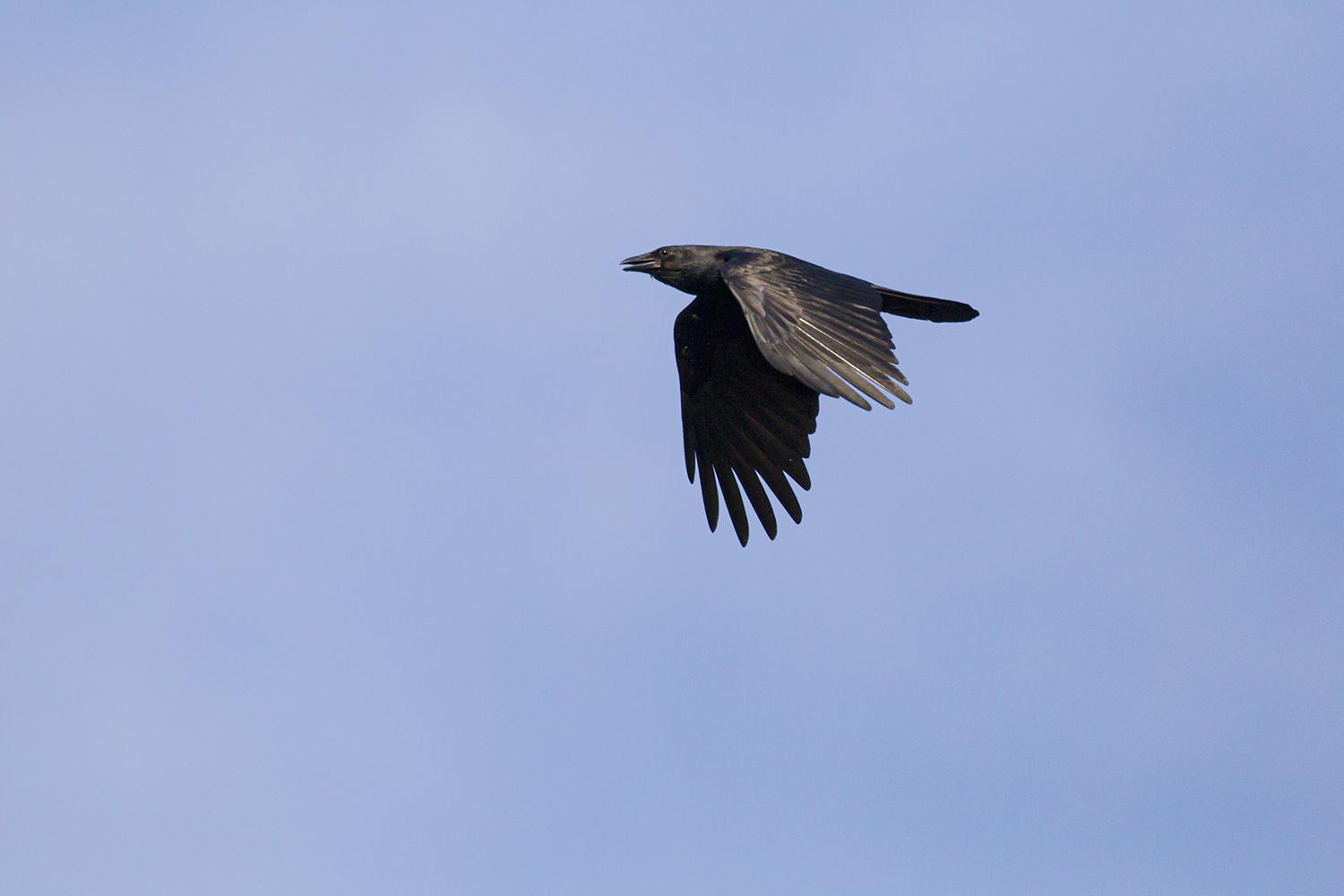 Crows of a different feather, fish crows, are coming to Houston