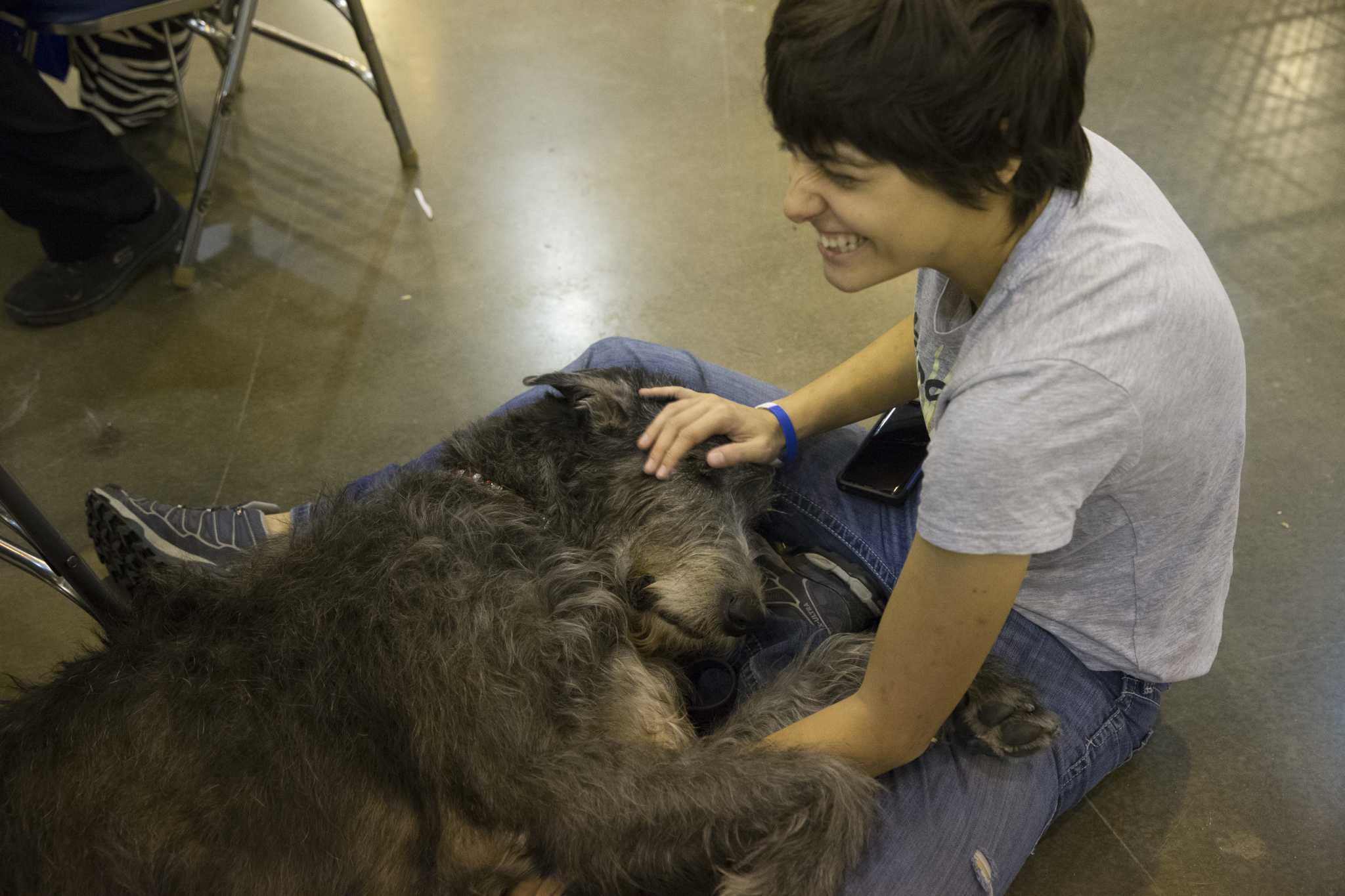 NRG Center goes to the dogs at Houston World Series of Dog Shows