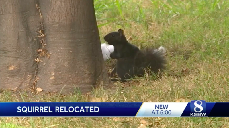 Aggressive squirrel gets evicted, goes down biting