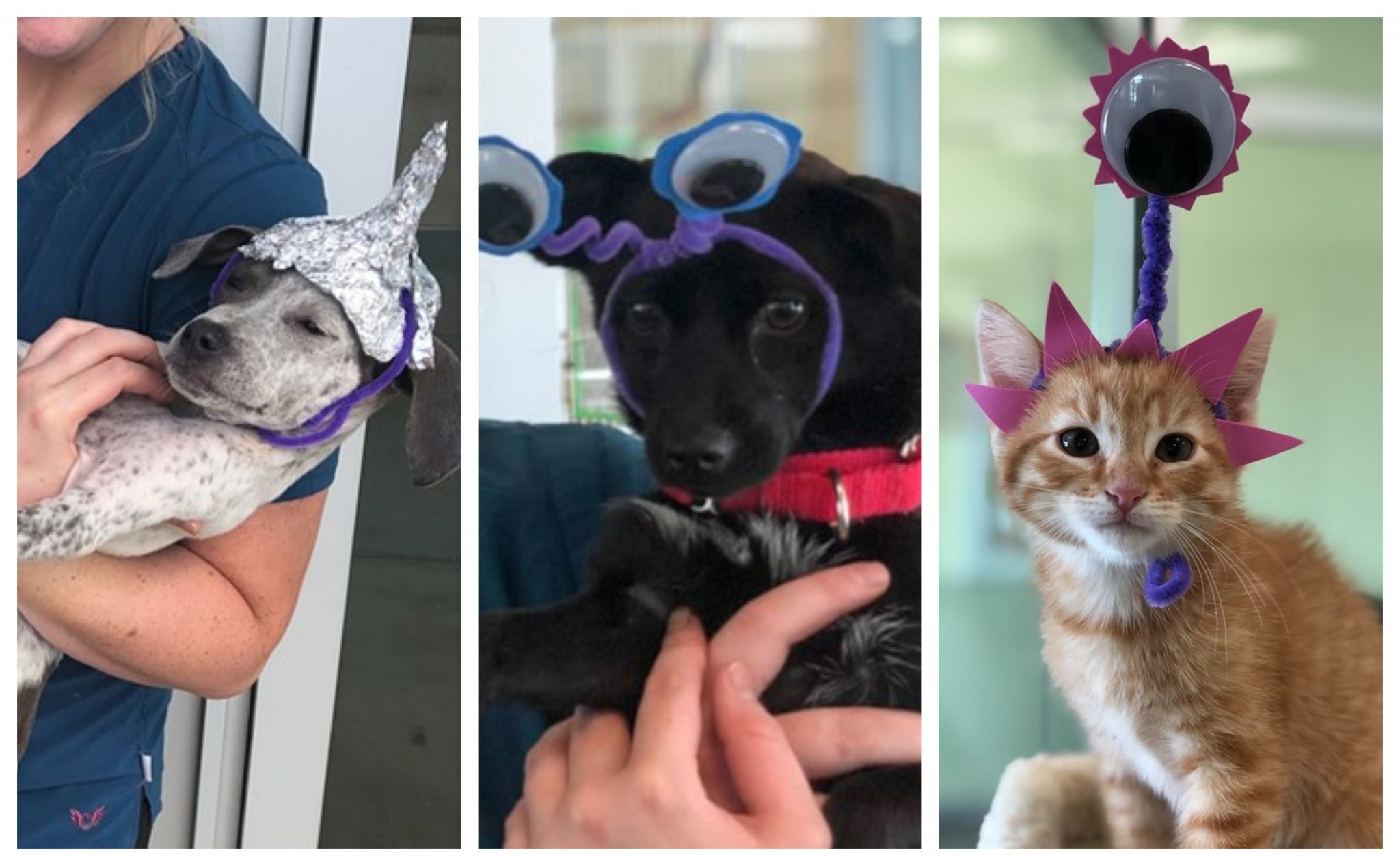 Adoptable dogs dressed in alien costumes want you to storm their ...