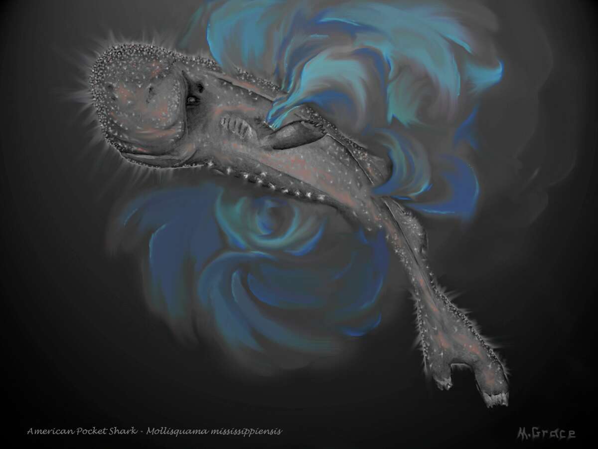 Glow in the dark 'pocket shark' discovered in the Gulf of Mexico