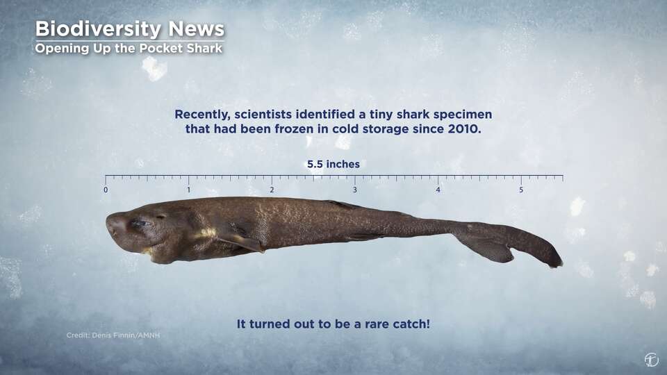 Glow in the dark 'pocket shark' discovered in the Gulf of Mexico