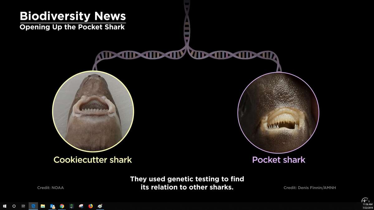 Glow in the dark 'pocket shark' discovered in the Gulf of Mexico