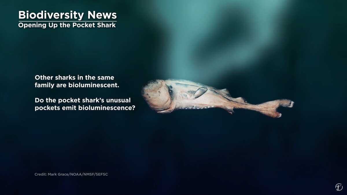 Glow in the dark 'pocket shark' discovered in the Gulf of Mexico