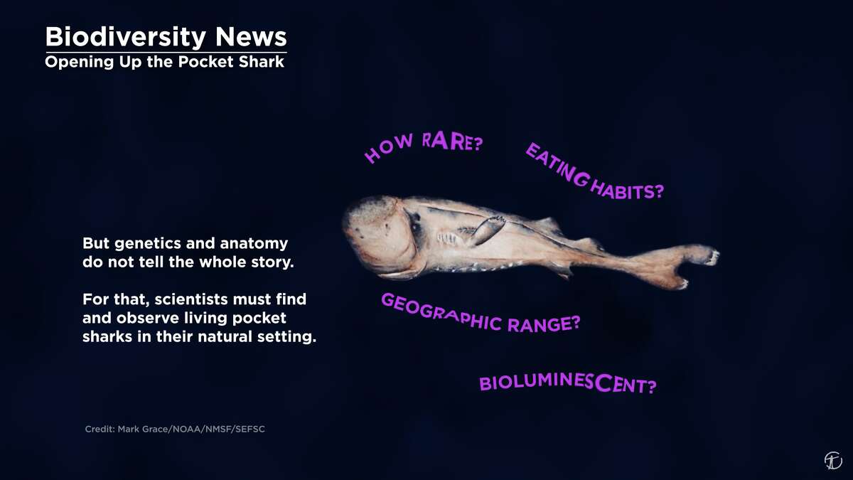 Glow in the dark 'pocket shark' discovered in the Gulf of Mexico