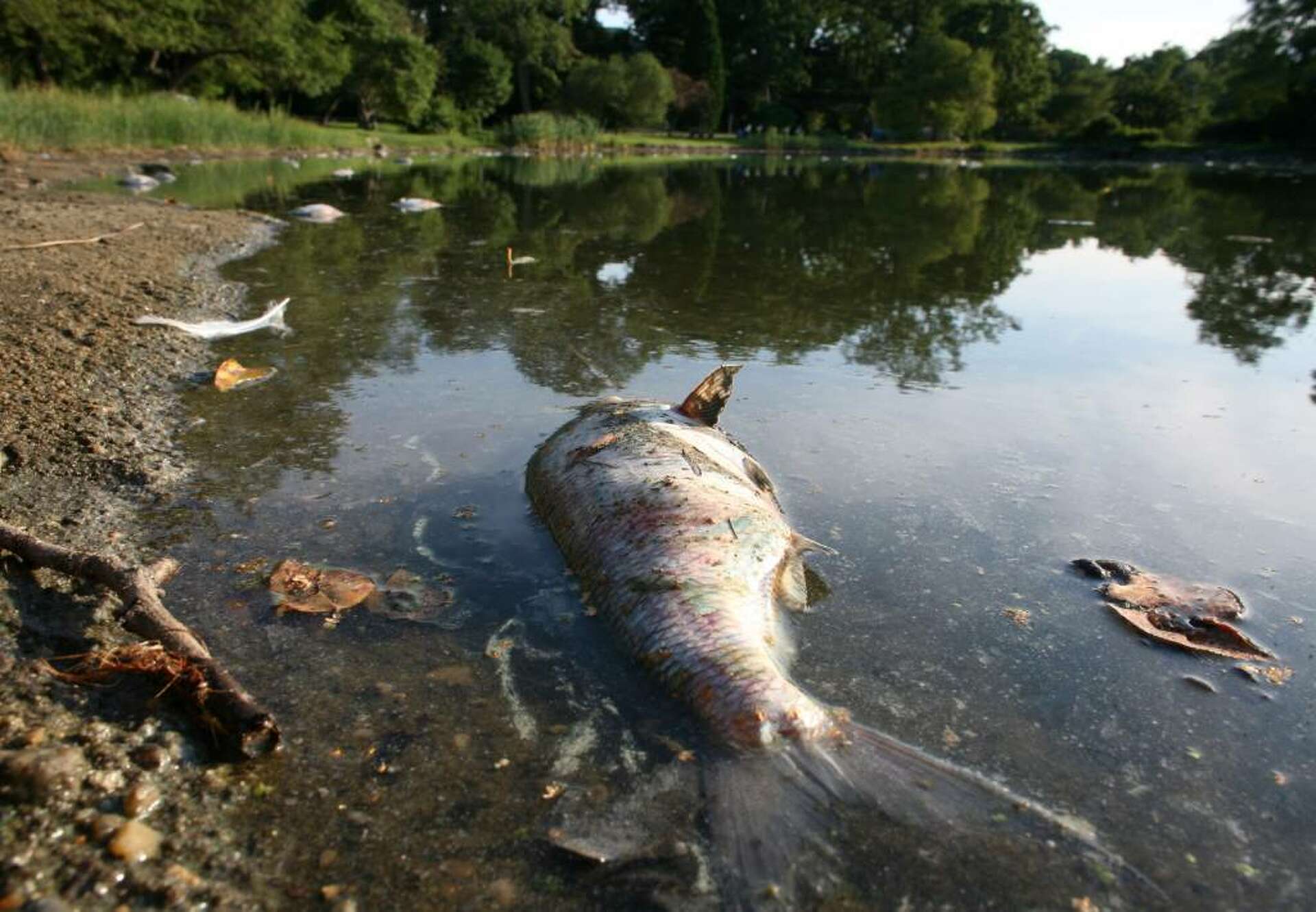 Dead fish found floating in Bruce Park pond